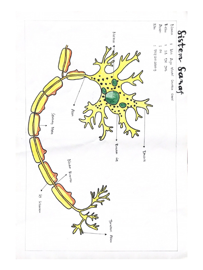 Sistem Saraf - Ida Ayu Hadri Sasrika Santi - No.09 | PDF