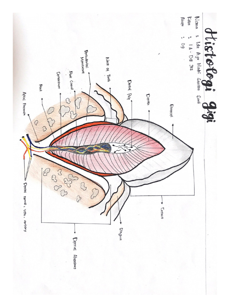 Histologi - Ida Ayu Hadri Sasrika Santi | PDF
