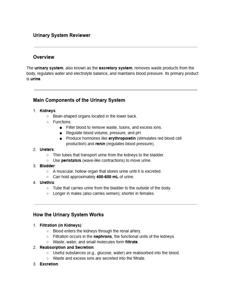 Urinary System Reviewer | PDF | Kidney | Urinary System
