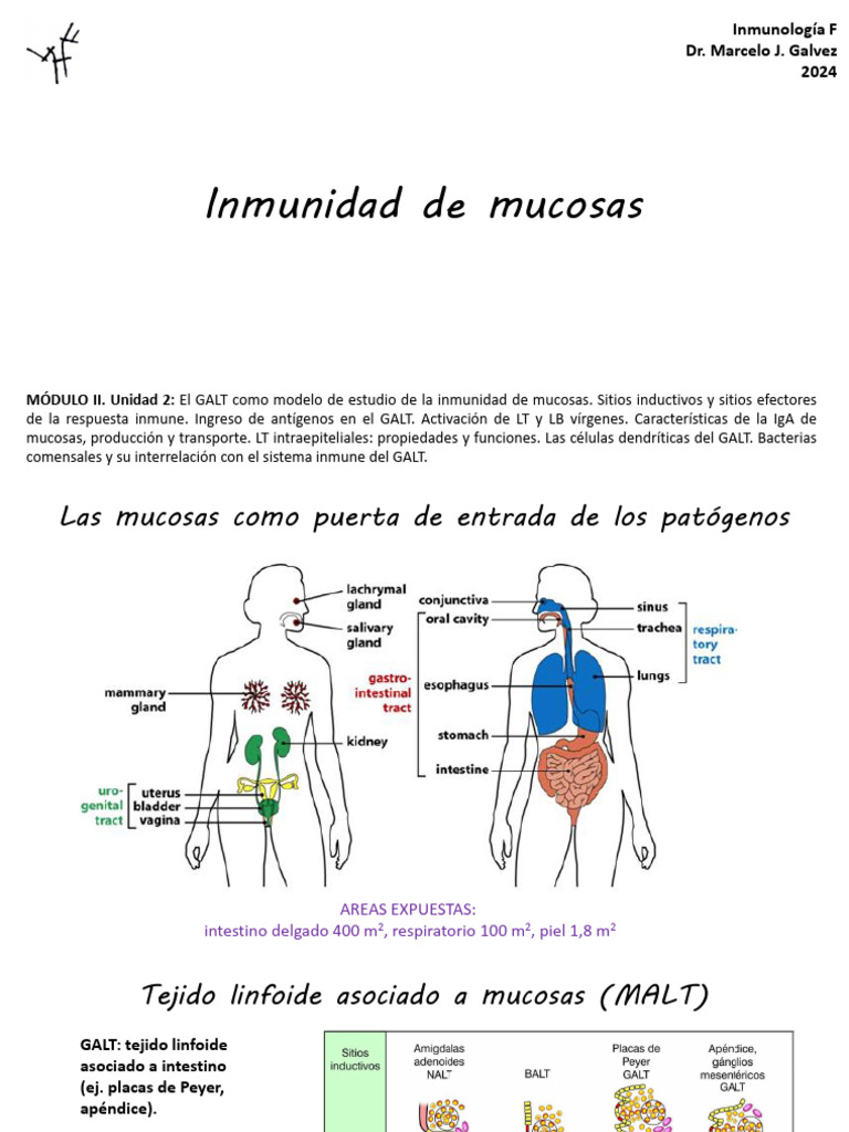 14 Inmunidad De Mucosas Pdf Sistema Inmune Membrana Mucosa