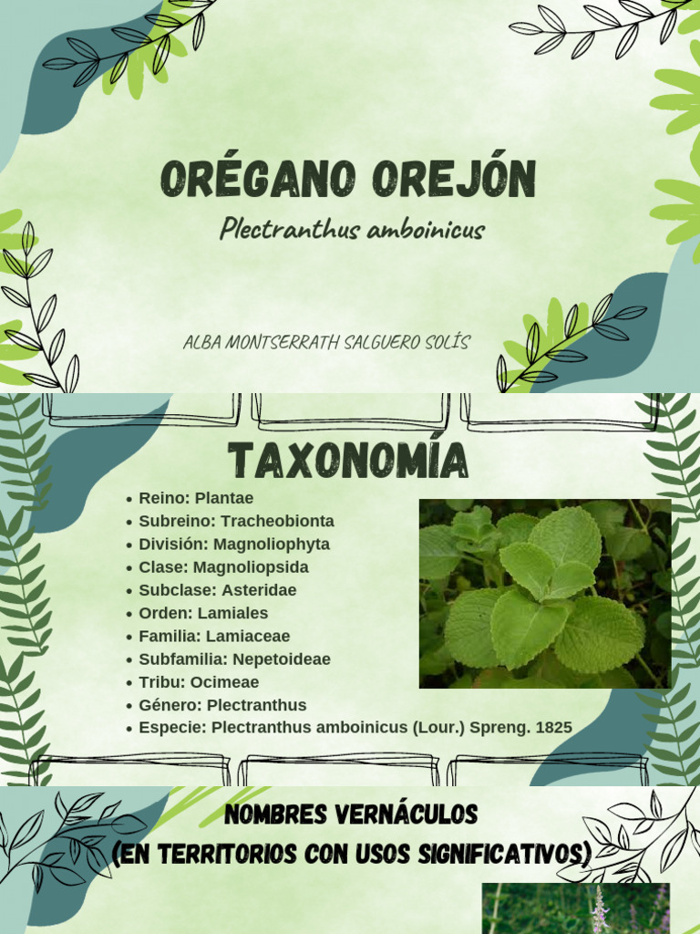 Orégano Orejón | PDF