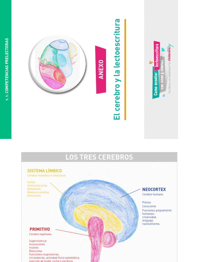 Lerc M1 Anexo+cerebro | PDF | Cerebro | Hemisferio cerebral