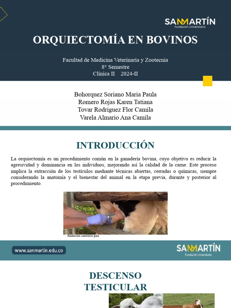 Orquiectomía En Bovinos Procedimientos Y Riesgos Pdf