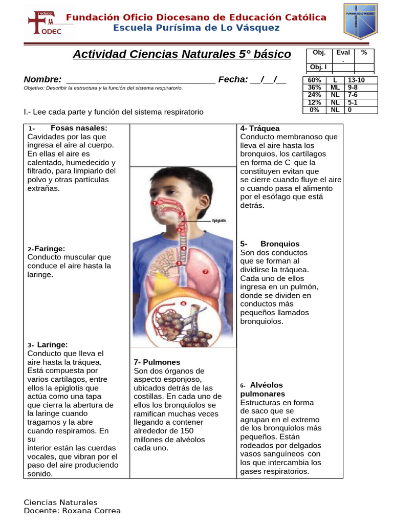 Ciencias 5to Sistema Respiratorio | PDF | Respiración | Pulmón