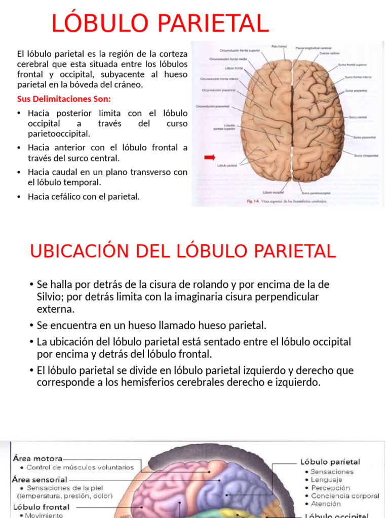 Lóbulo Parietal | PDF | Lóbulo occipital | Lóbulo temporal