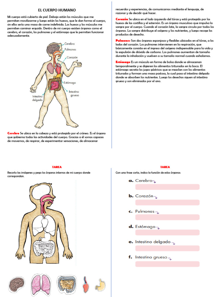 CC - NN 20-09-2024 | PDF | Respiración | Corazón