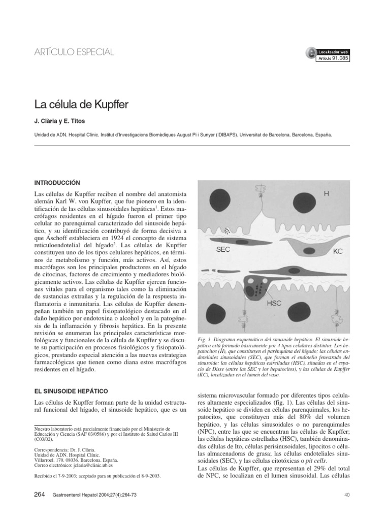 Células de Kupffer | PDF | Inflamación | Hepatocito