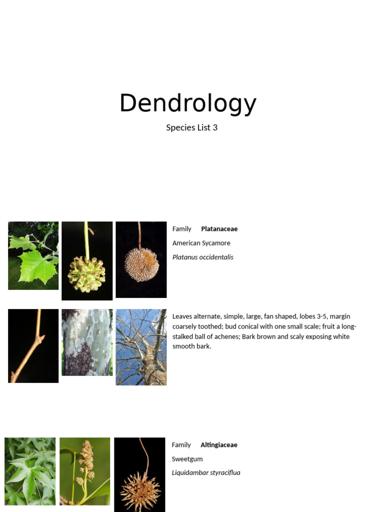 Dendrology Species List 3 | PDF | Leaf | Trees