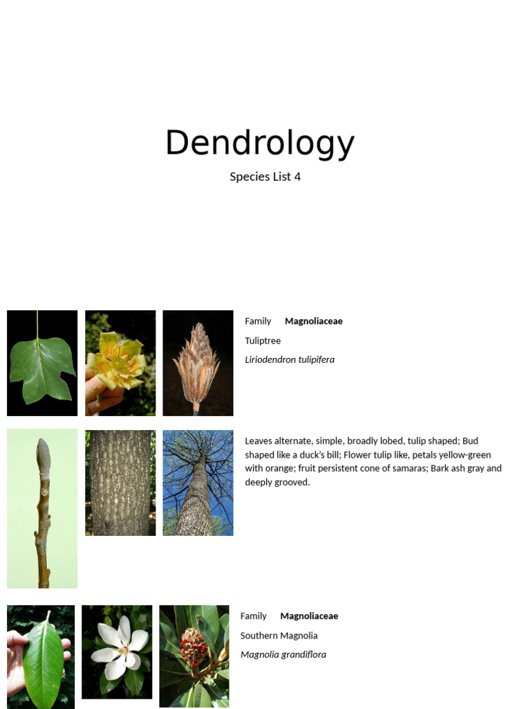 Dendrology Species List 4 | PDF