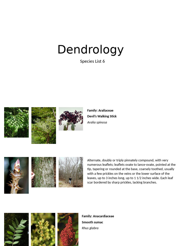 Dendrology Species List 6 | PDF | Leaf | Botany