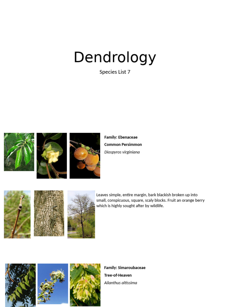 Dendrology Species List 7 | PDF