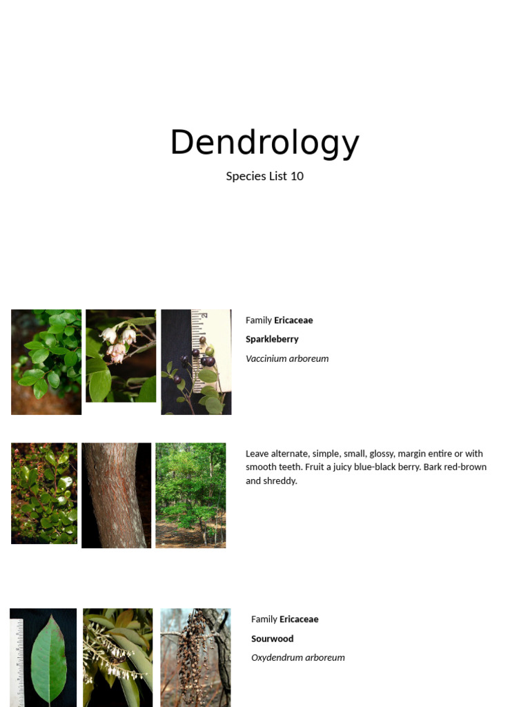 Ericaceae Species Dendrology Guide | PDF