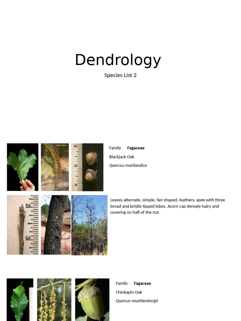 Dendrology Species List 2 | PDF