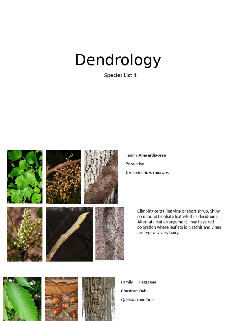 Dendrology Species List 1 | PDF | Oak | Leaf