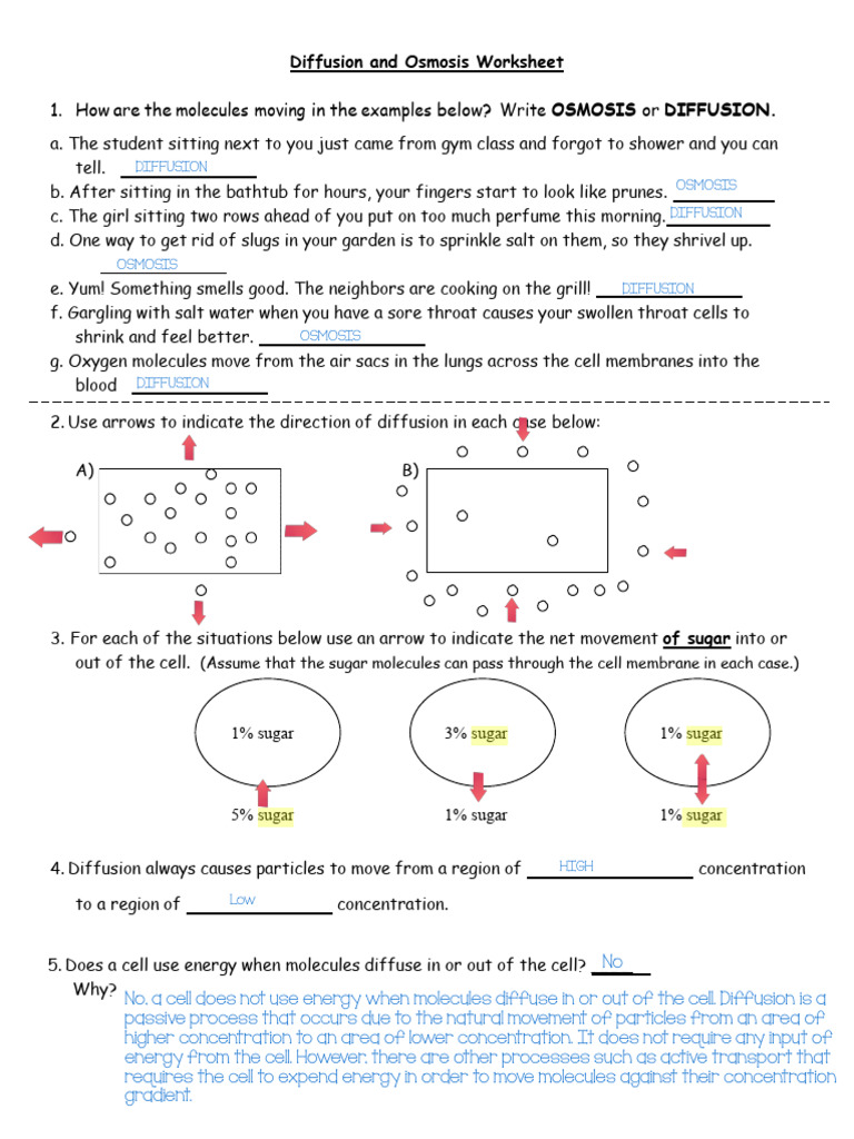 Kami Export - Diffusion and Osmosis Worksheet | PDF | Osmosis | Cell ...