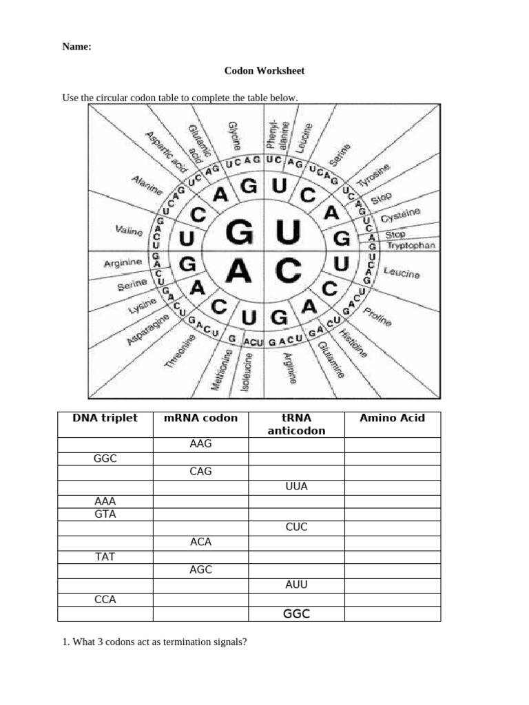 Sec 8.4 Codon Worksheet Student Version | PDF