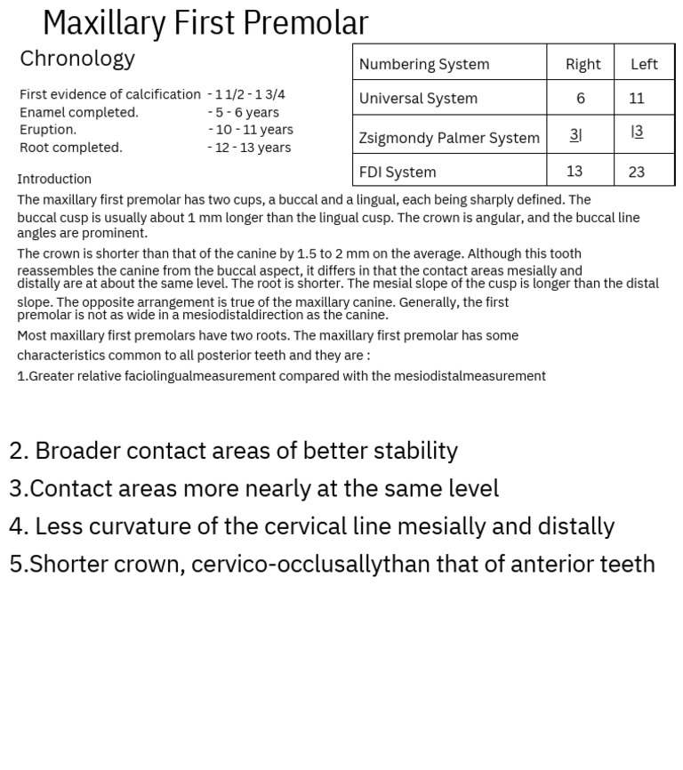Maxillary First Premolar | PDF
