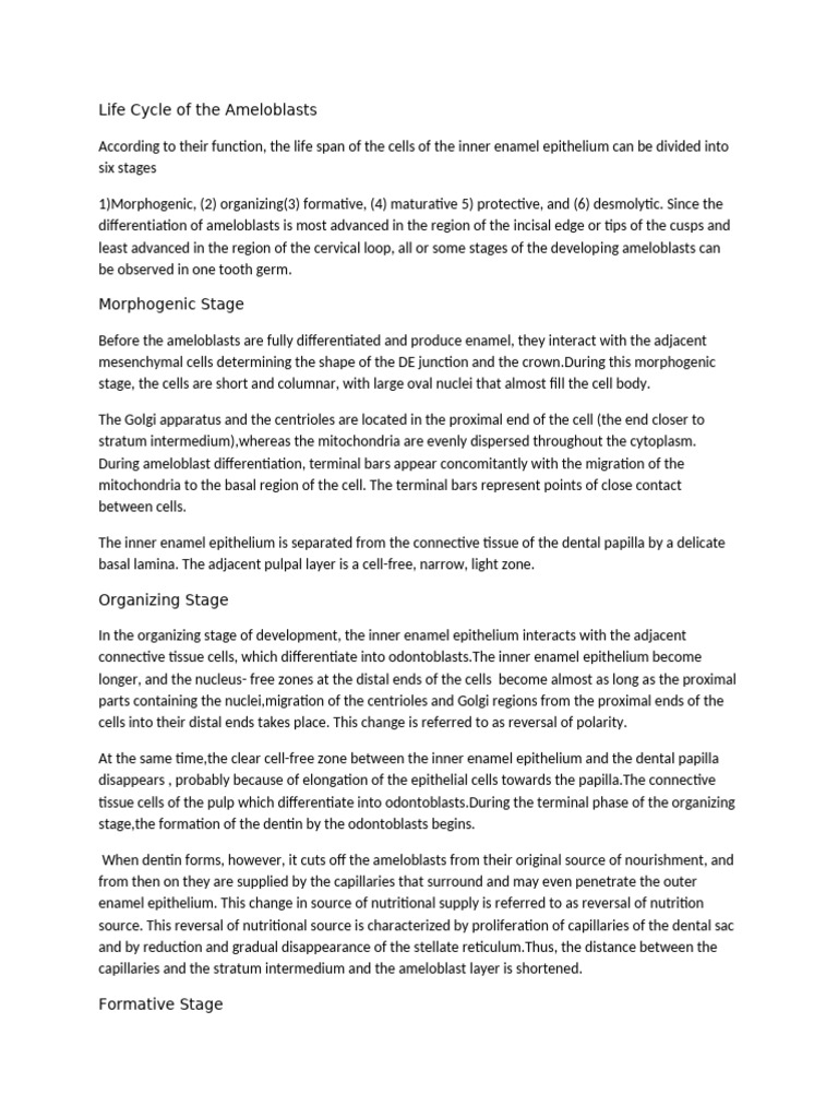 Life Cycle of Ameloblast | PDF | Epithelium | Dentistry Branches