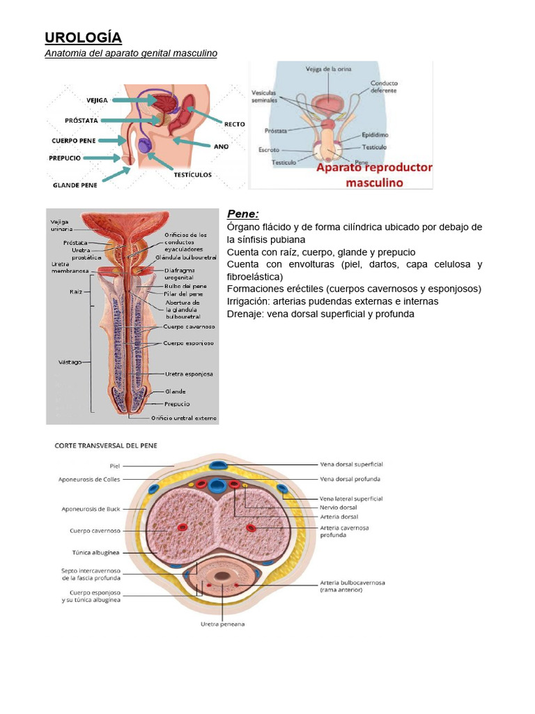 UROLO (Terminado) | PDF | Sistema Reproductor Mamífero | Mamíferos machos
