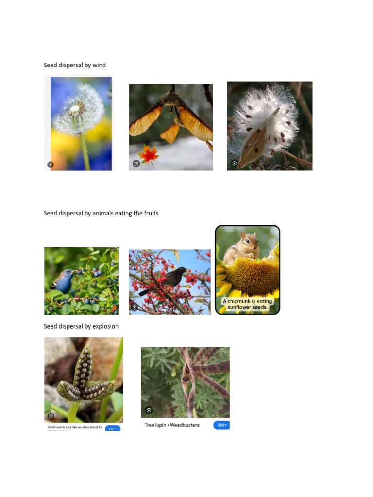 Seed Dispersal | PDF