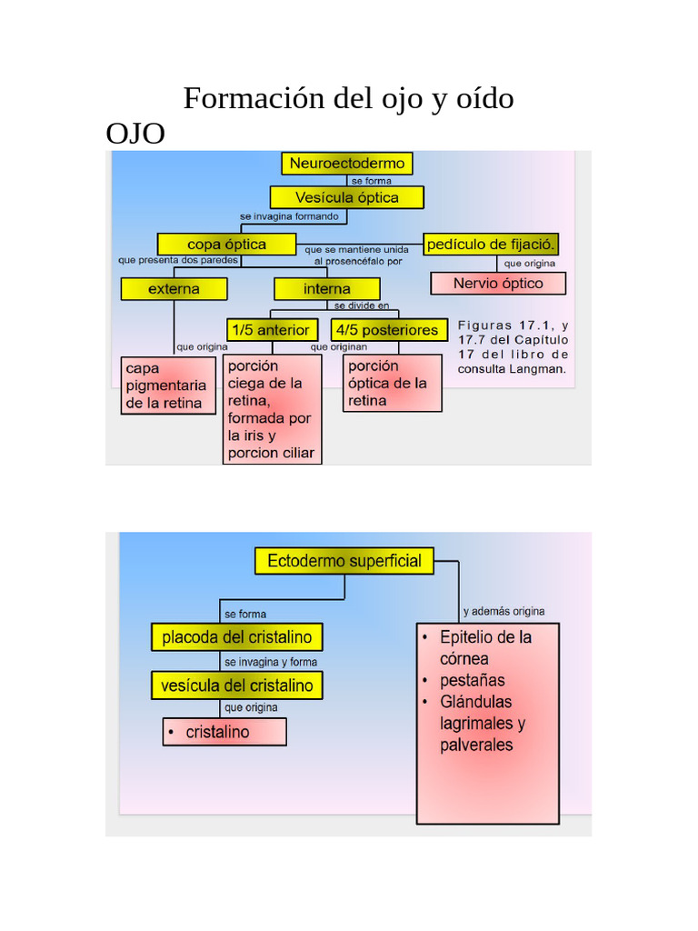 Formación del ojo y oído | PDF