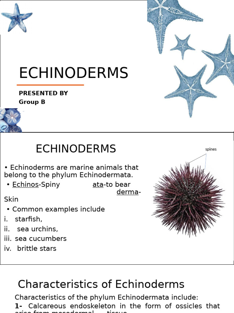 Echinoderms Group B | PDF