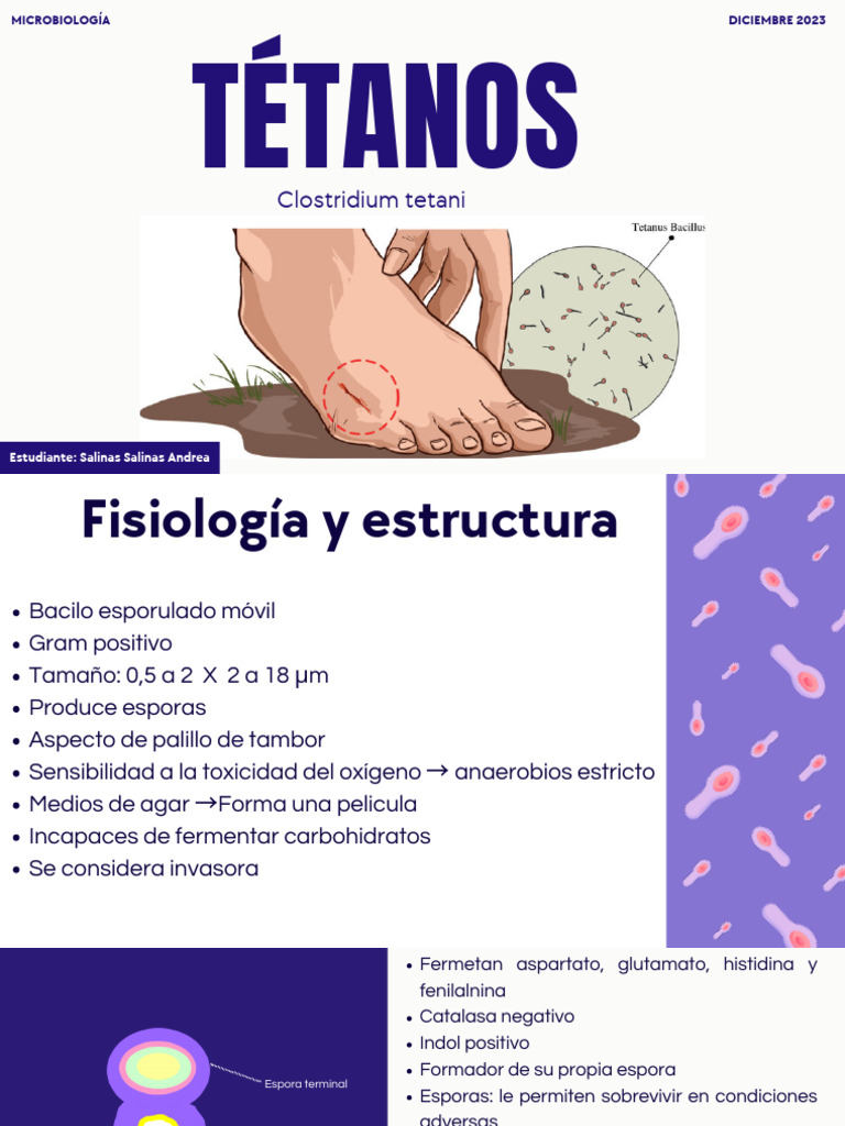 Microbiología del Tétanos: Clostridium tetani | PDF | Acetilcolina ...