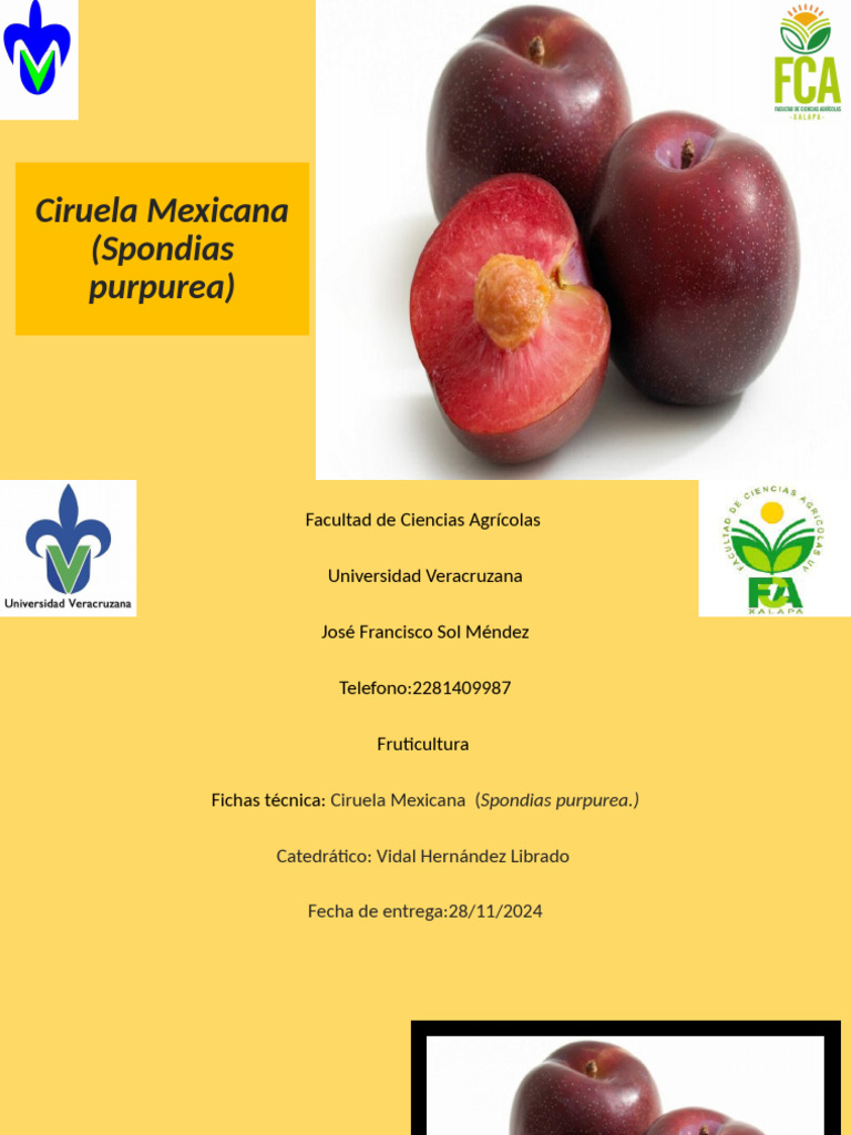 Ciruela Mexicana | PDF