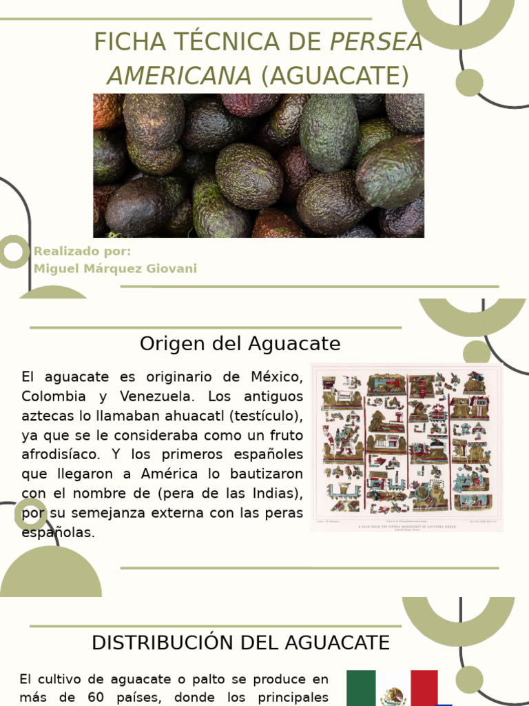 Ficha Técnica Del Aguacate | PDF | Injerto | Aguacate
