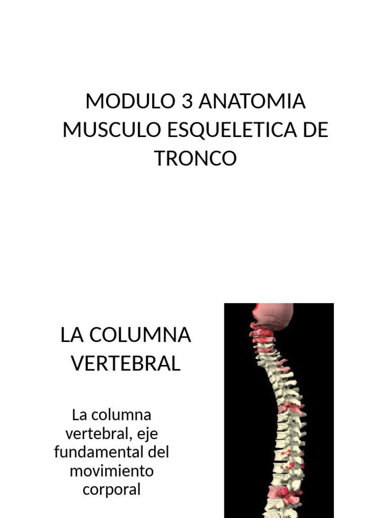 Anatomía Columna Vertebral | PDF | Vértebra | La columna vertebral
