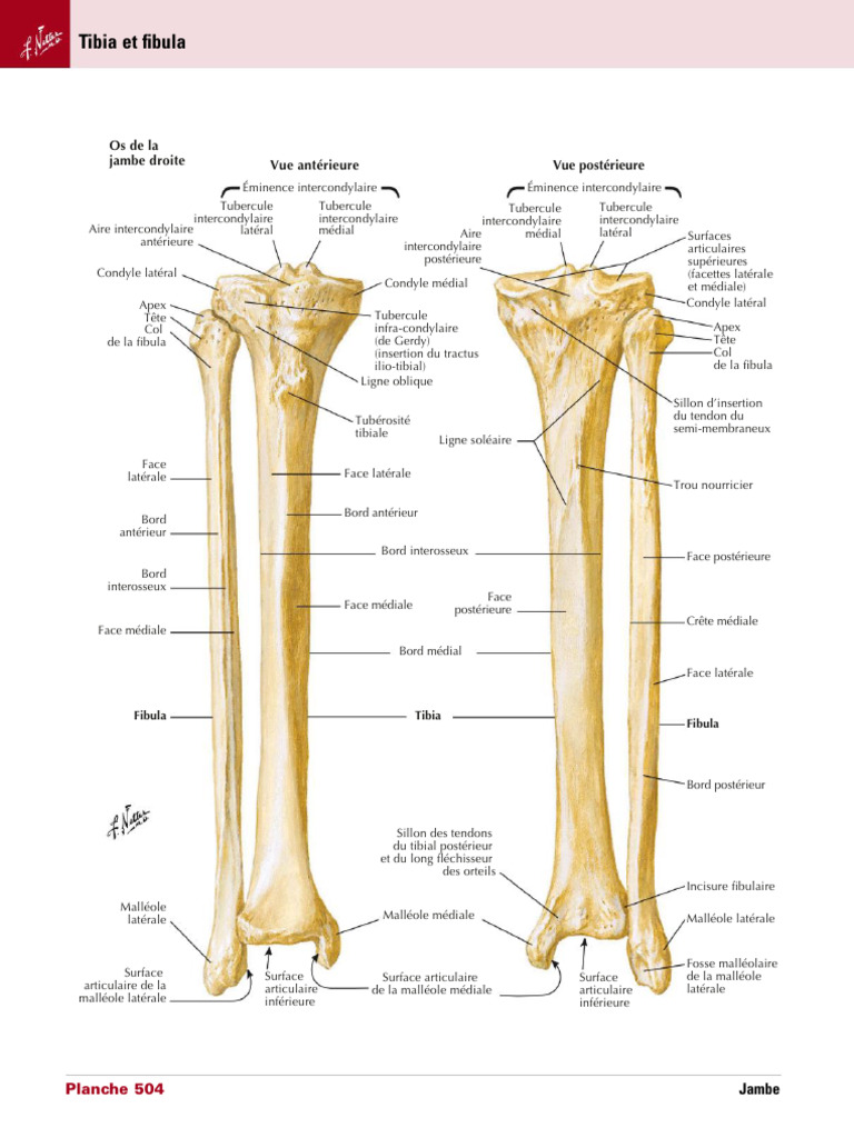 Anatomie du Tibia et Fibula | PDF | Anatomie humaine | Appareil locomoteur