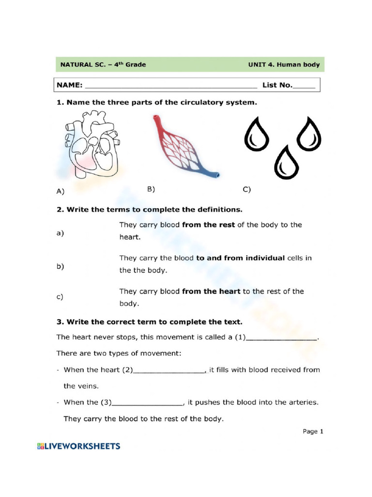 Worksheet - Worksheetzone Circulatory 4 | PDF