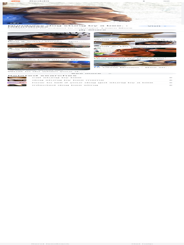 Dog That Got Stung by Bee - Google Search | PDF