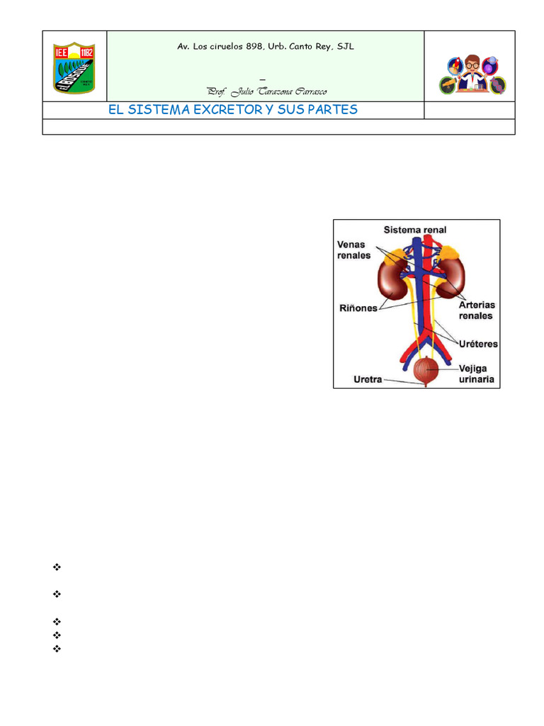 Ficha Nº9 CT Sistema Excretor | PDF | Sistema urinario | Riñón