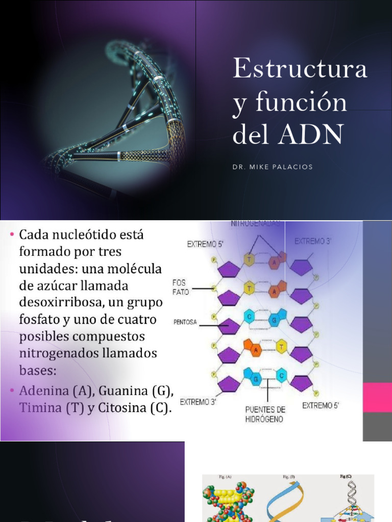 Estructura y función del ADN final | PDF