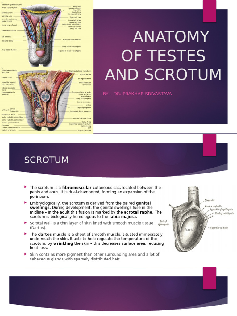 Anatomy of Testes and Scrotum | PDF | Testicle | Anatomy