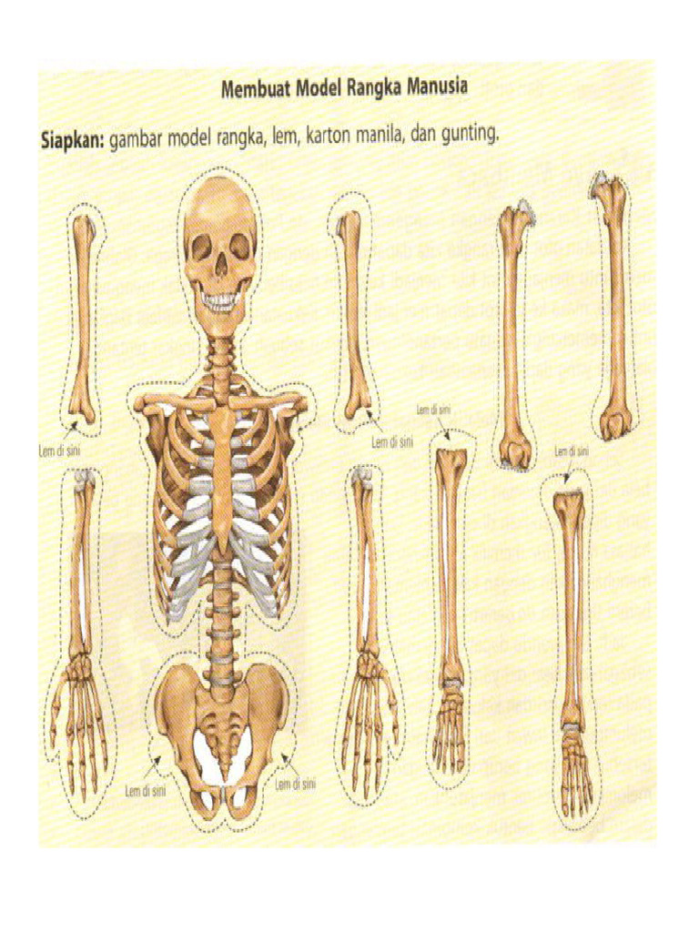 Membuat Model Rangka Manusia | PDF
