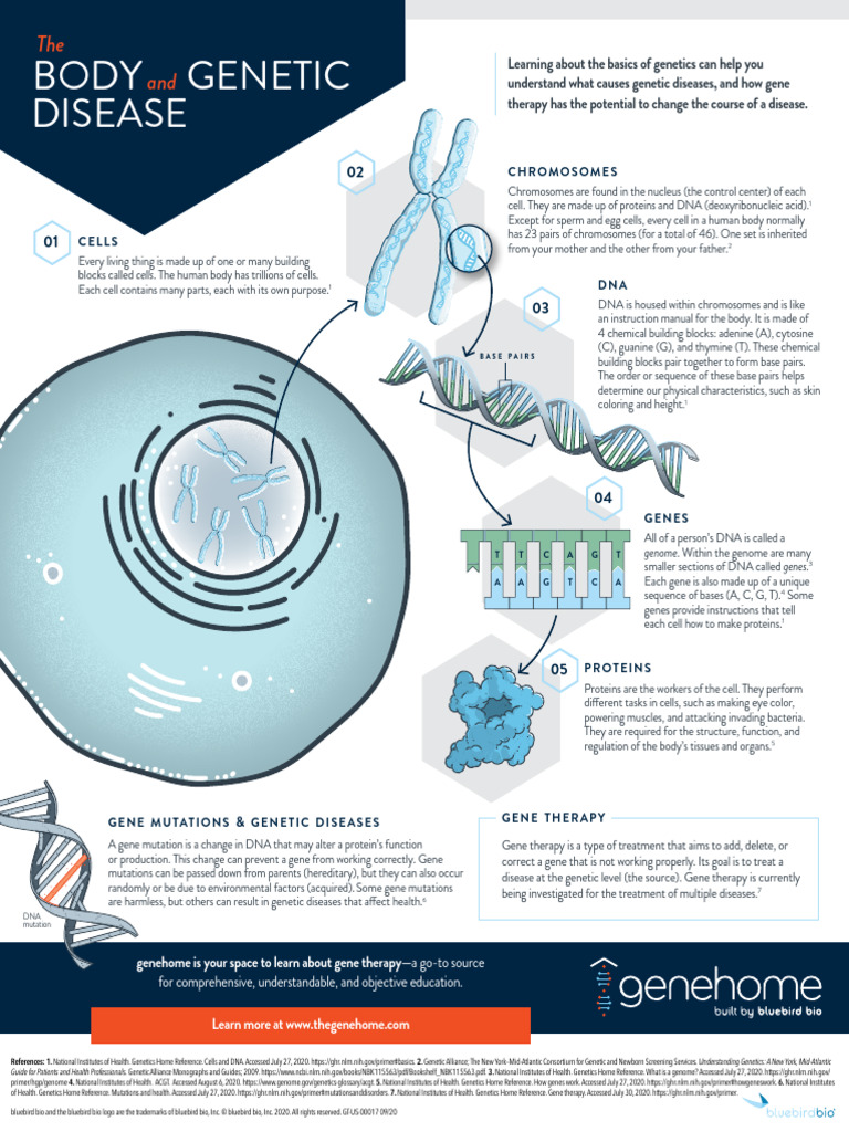 GT-US-00017 - GTP Static Infographic - Basics of Genetics | PDF | Gene ...