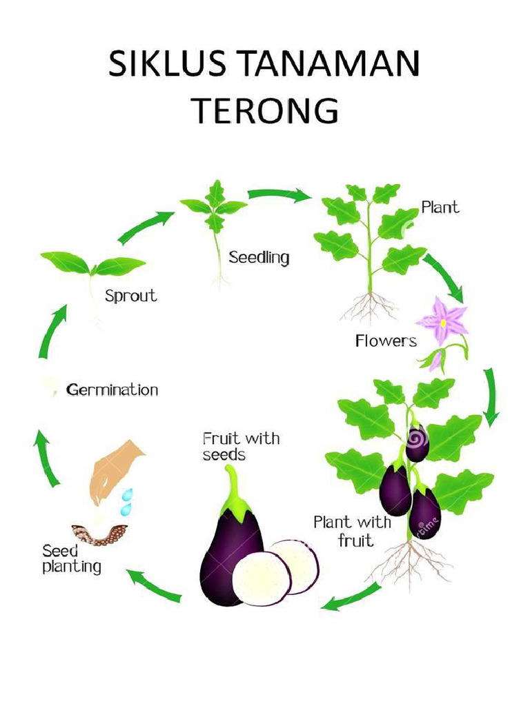 SIKLUS TANAMAN TERONG | PDF