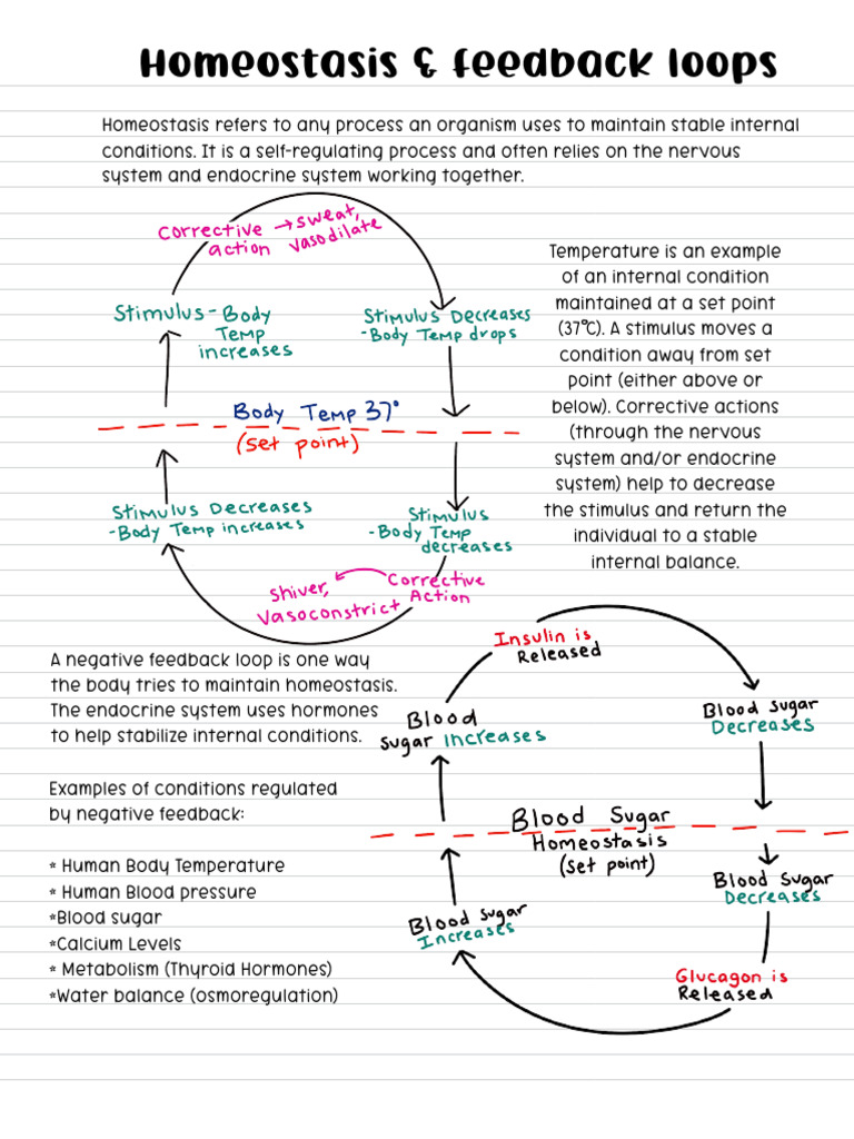 4 - Feedback Loops Notes (Positive & Negative Loops) AP Biology Unit 4 ...