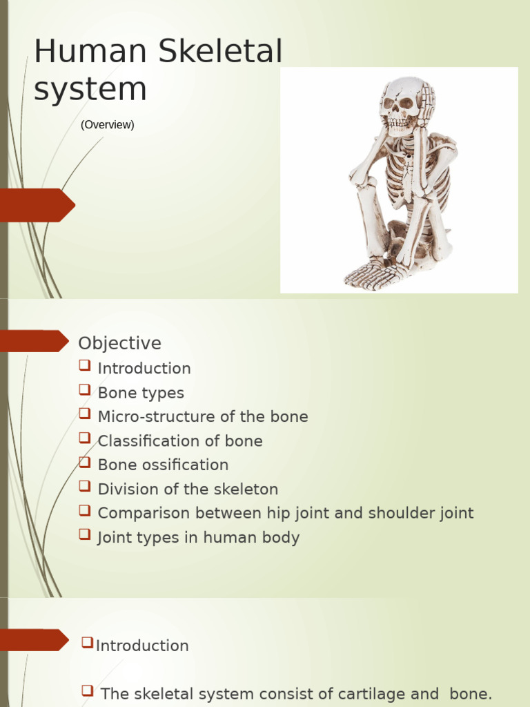 1 - Human Skeletal system | PDF | Bone | Skeleton