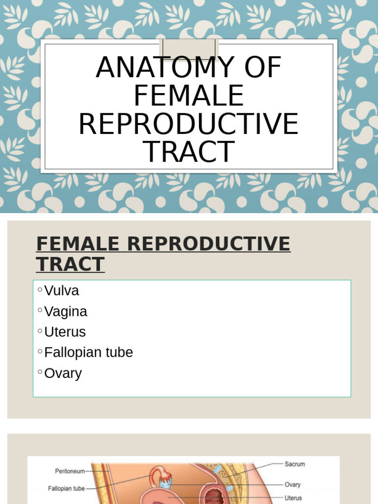 AADITHYA GYNEC | PDF | Labia | Clitoris AADITHYA GYNEC | PDF | Labia | Clitoris
