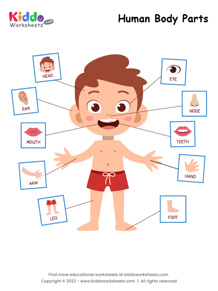 Human Body Parts Worksheet | PDF