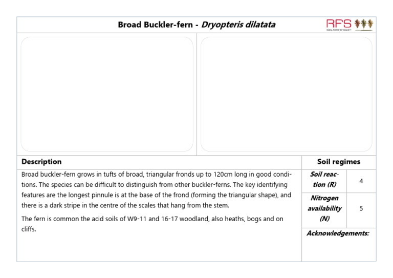 Broad Buckler Fern | PDF