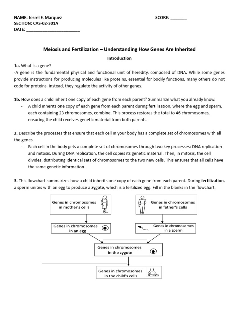 Meiosis Fertilization Exercise WORD PDF | PDF | Ploidy | Meiosis