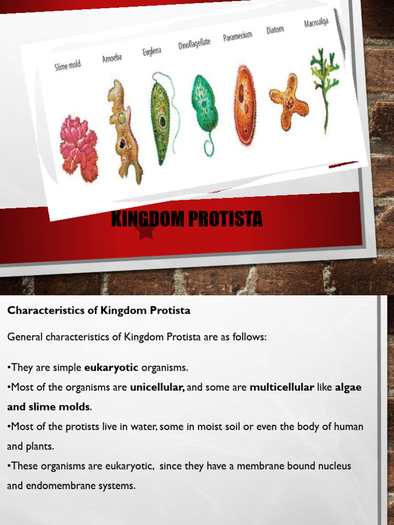 Overview of Kingdom Protista Characteristics | PDF | Protozoa | Eukaryotes