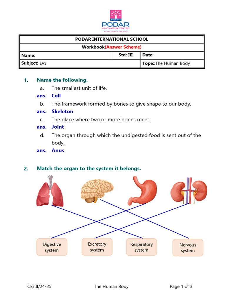 AS - WB - Ch.4 The Human Body | PDF | Human Body | Skeleton