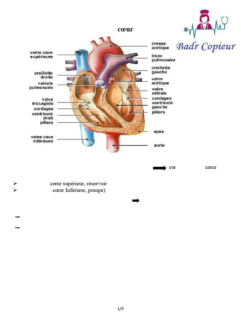 Anatomie de la paroi cardiaque | PDF | Cœur | Muscle cardiaque