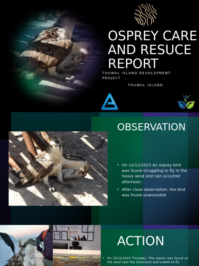 Osprey Care and Resuce Report | PDF