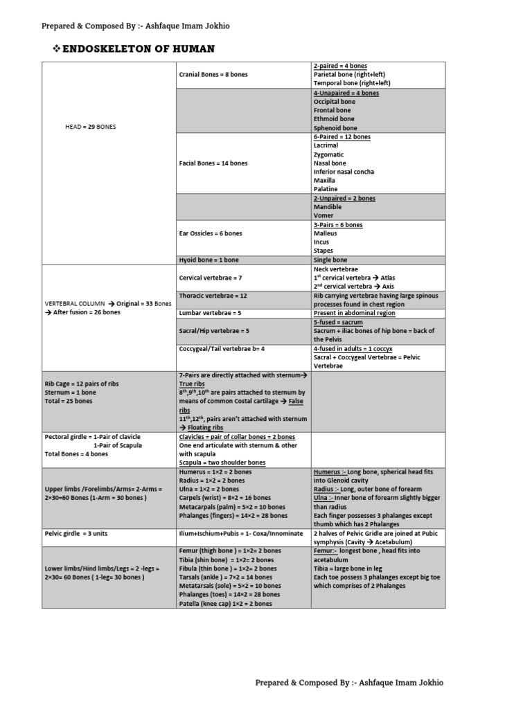 Human Endoskeleton Overview | PDF | Vertebra | Pelvis